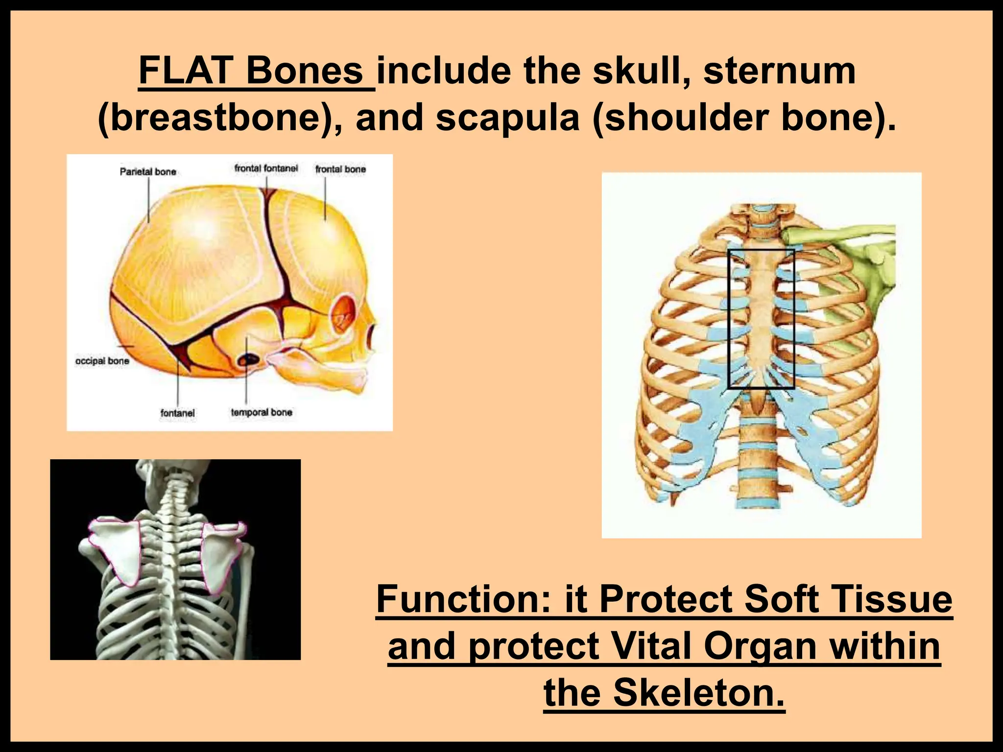 Anatomy-skeletal presentation (1).ppt