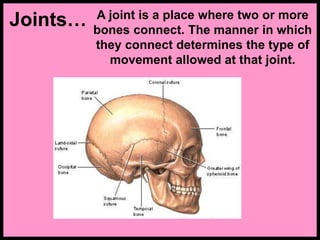 Anatomy-skeletal presentation (1).ppt
