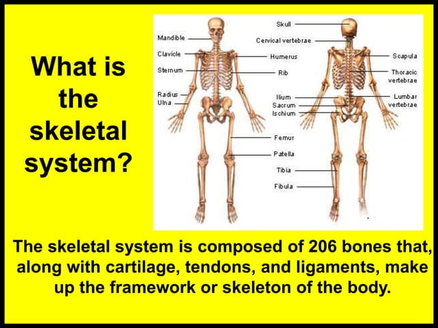 Anatomy-skeletal presentation (1).ppt