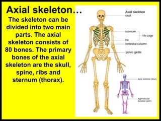 Anatomy-skeletal presentation (1).ppt