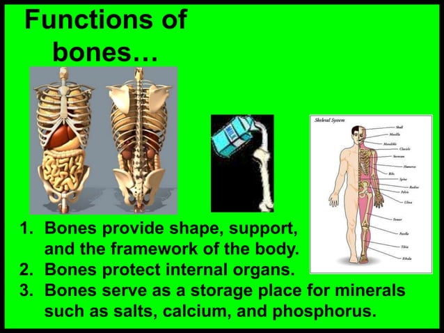 Anatomy-skeletal presentation (1).ppt