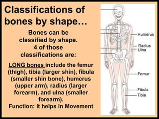 Anatomy-skeletal presentation (1).ppt