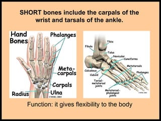 Anatomy-skeletal presentation (1).ppt