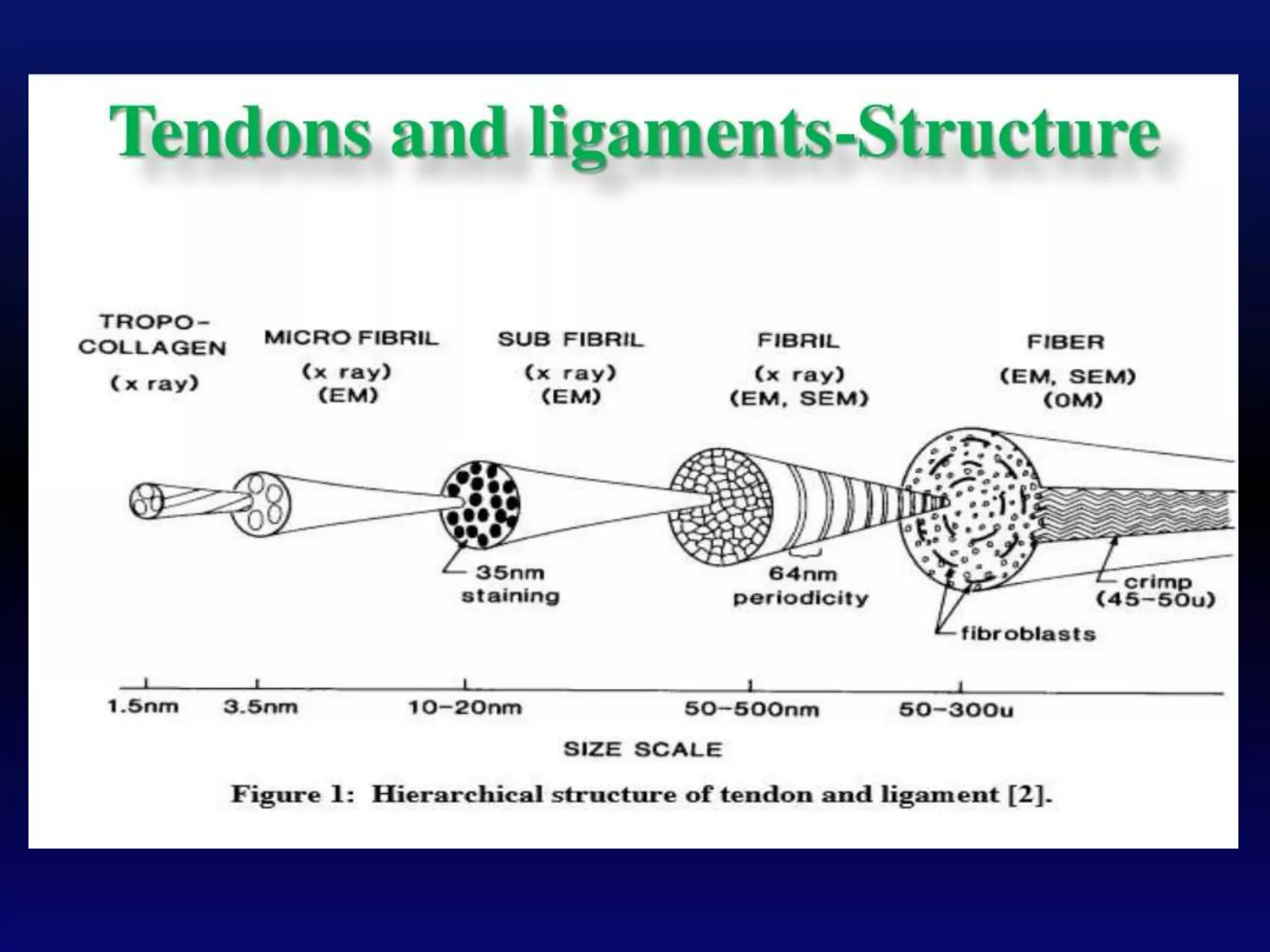 mechanical properties of soft tissues.ppt