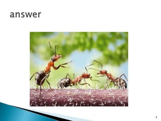 ANTHOCNET HYBRID ROUTING ALGORITHM FOR MANET USING SWARM TECHNOLOGY | PPT