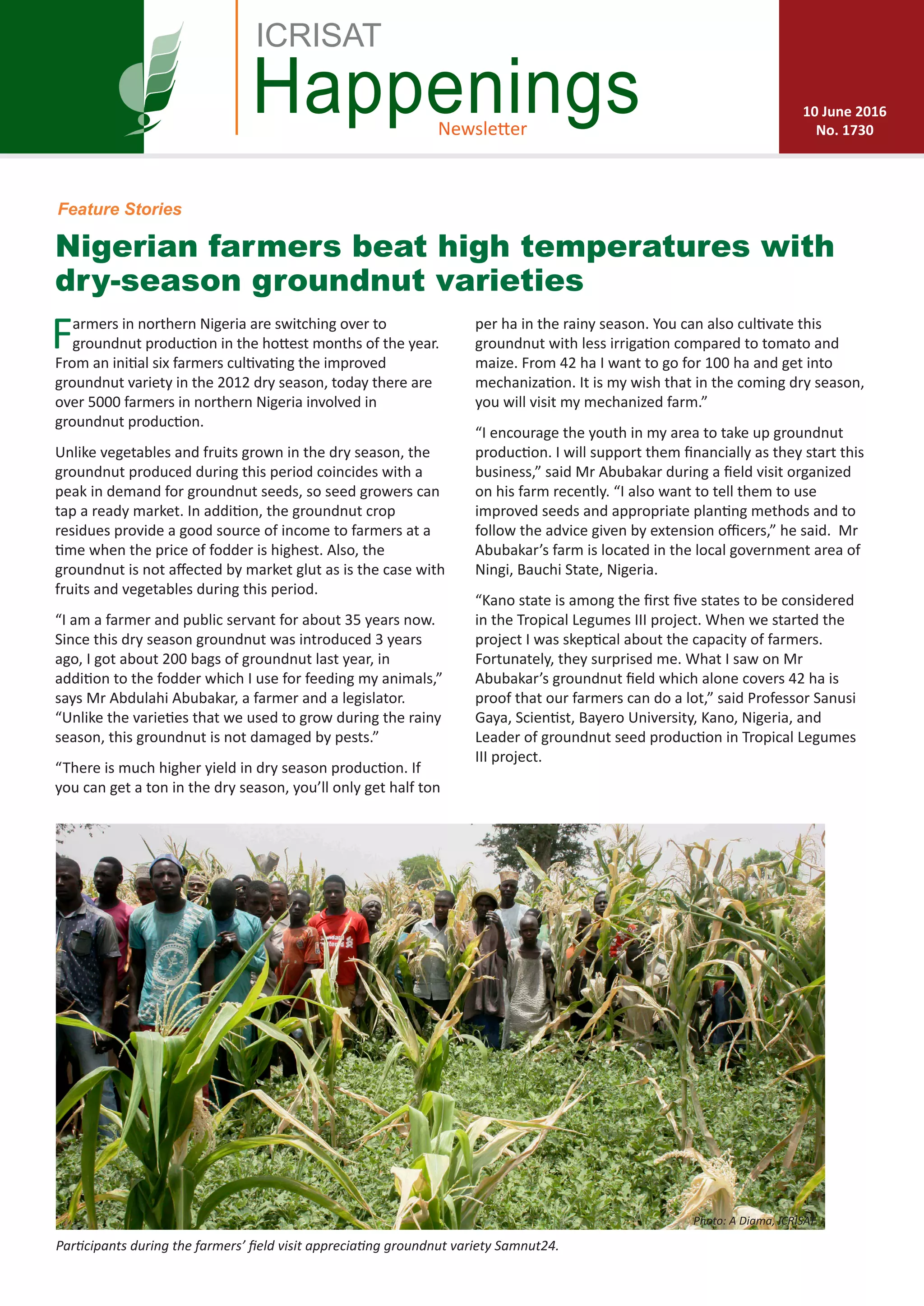 Nigerian farmers beat high temperatures with dry-season groundnut ...
