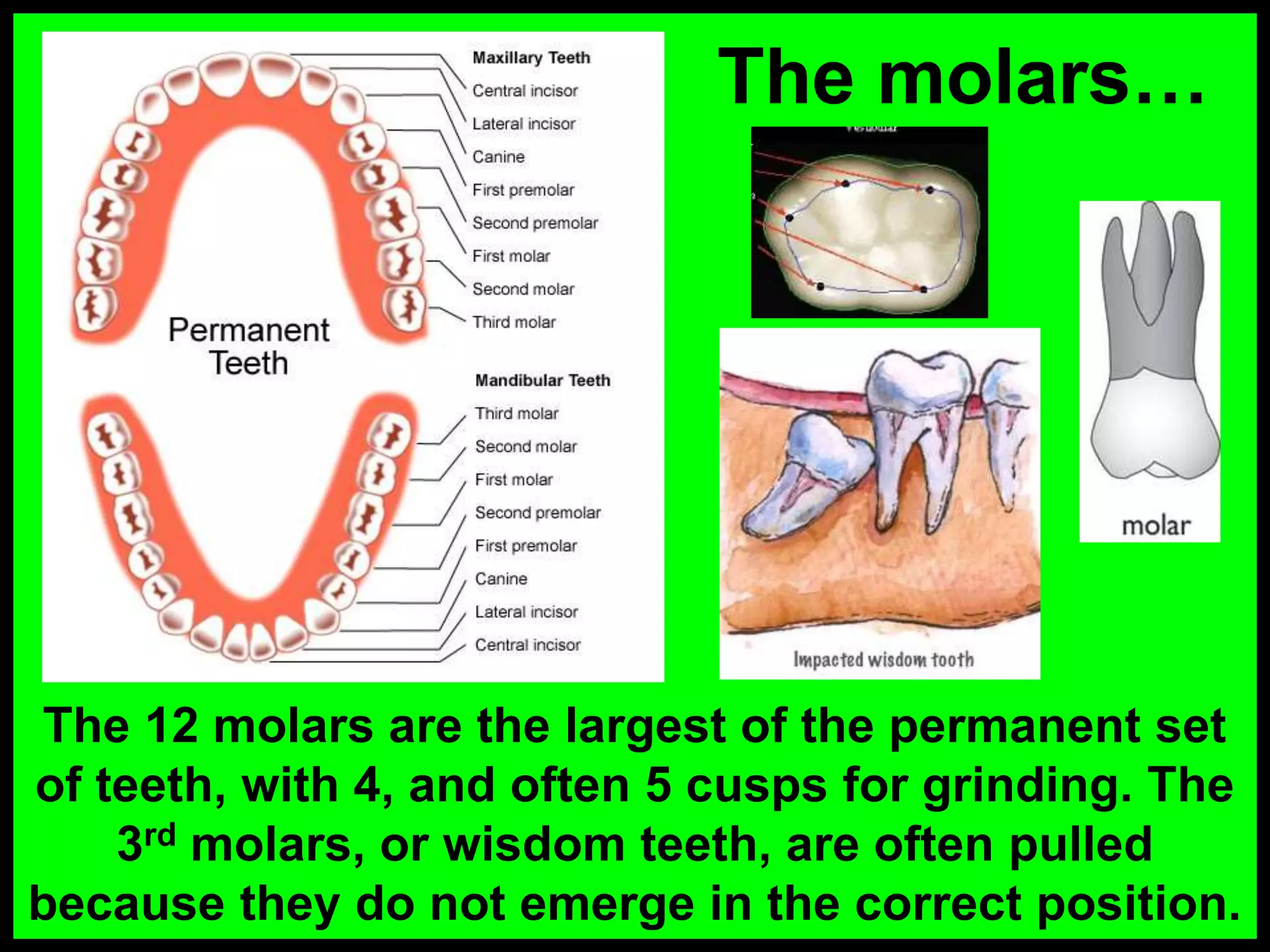 174-Anatomy-Teeth-and-Gums.ppt
