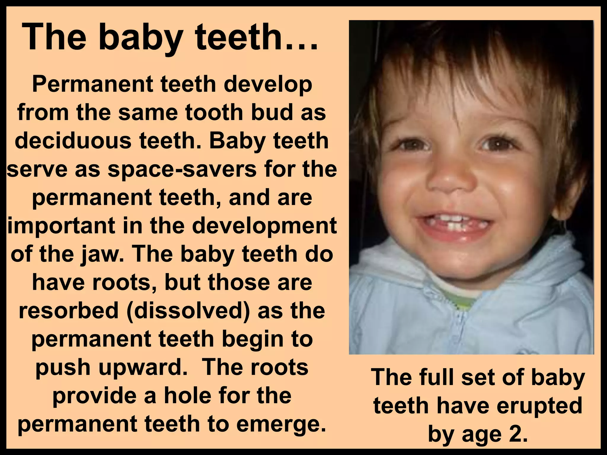 174-Anatomy-Teeth-and-Gums.ppt