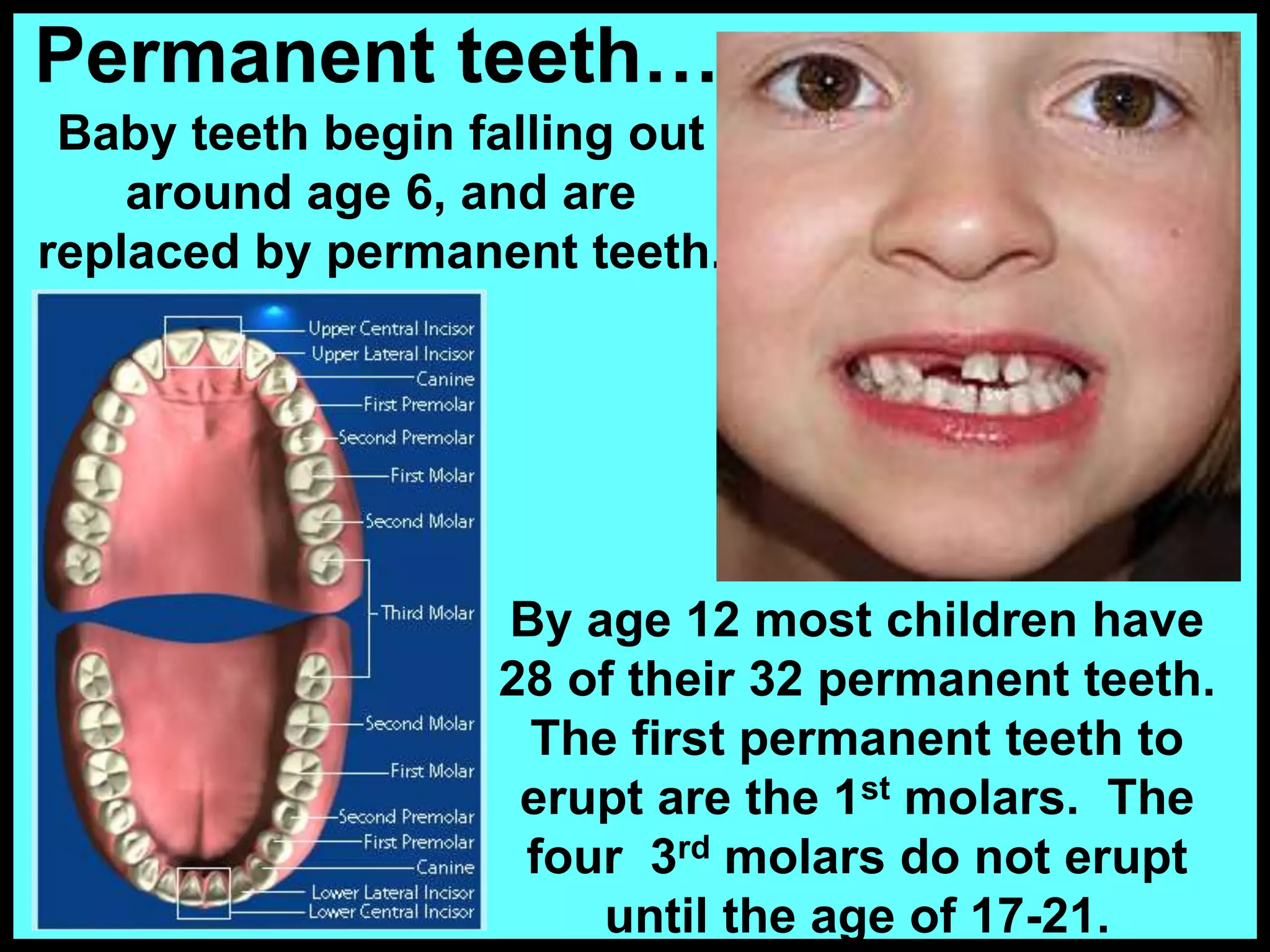 174-Anatomy-Teeth-and-Gums.ppt
