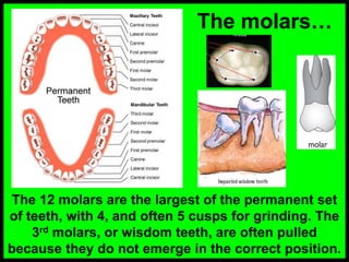 174-Anatomy-Teeth-and-Gums.ppt