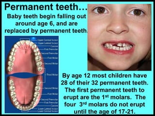 174-Anatomy-Teeth-and-Gums.ppt