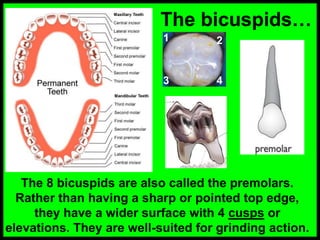 174-Anatomy-Teeth-and-Gums.ppt