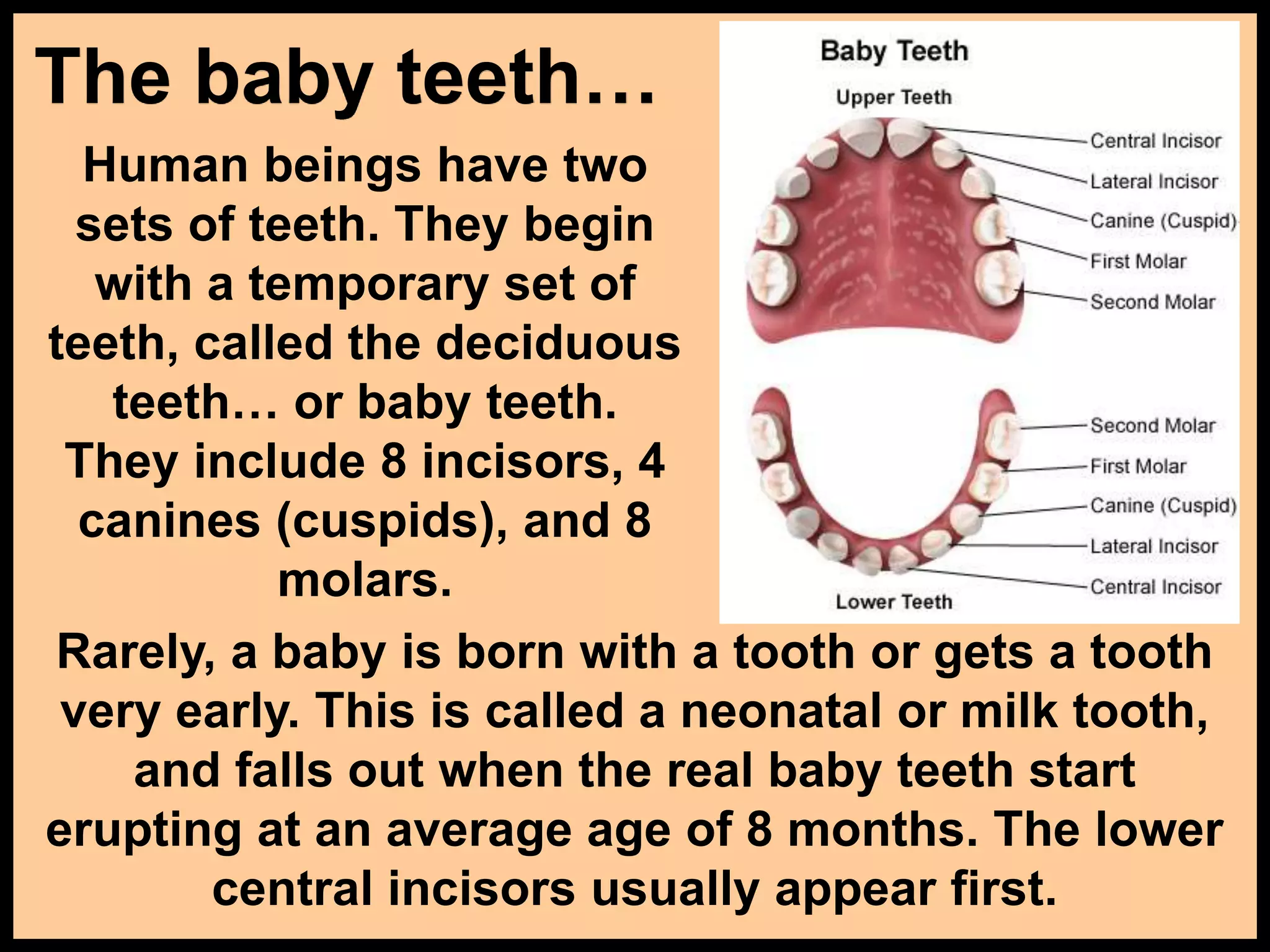 174-Anatomy-Teeth-and-Gums.ppt