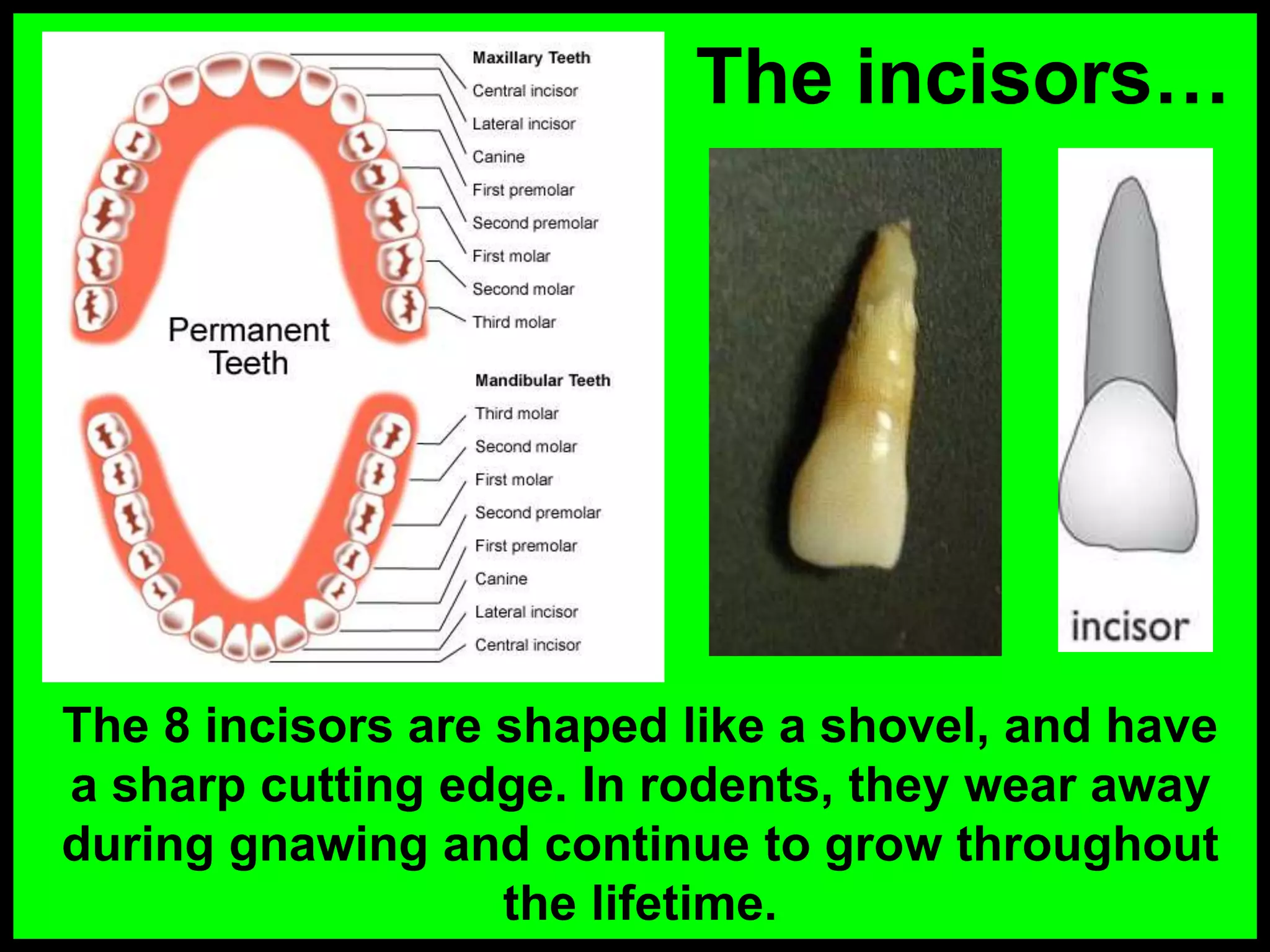 174-Anatomy-Teeth-and-Gums.ppt