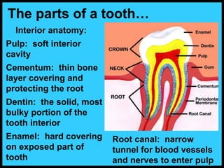 174-Anatomy-Teeth-and-Gums.ppt