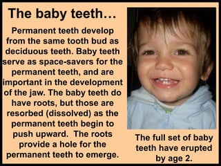 174-Anatomy-Teeth-and-Gums.ppt