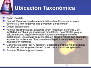 neisseria-gonorrhoeae | PPT