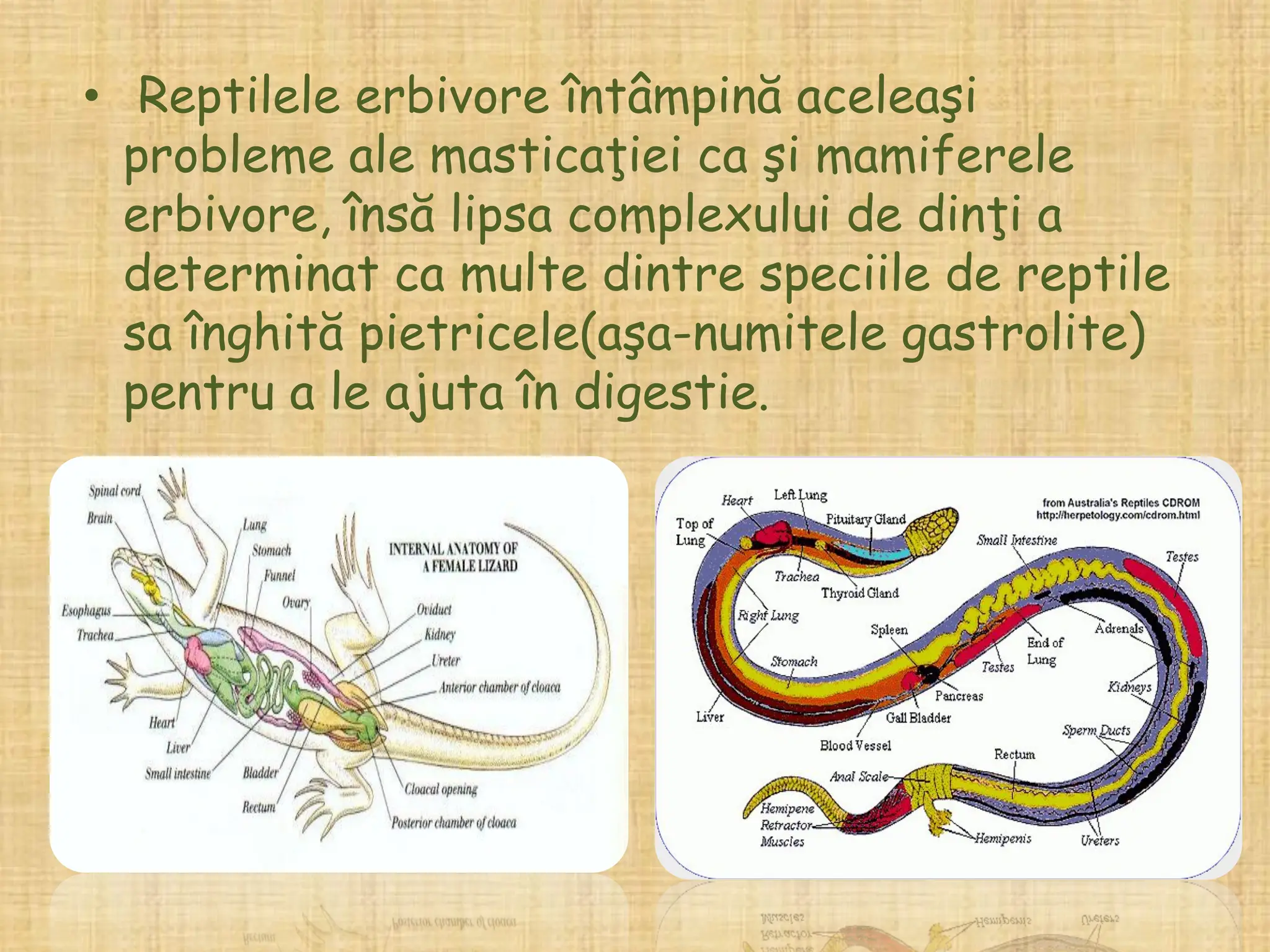 174859901-Reptile-Sistemul-Digestiv-Si-Cel-Excretor.pdf