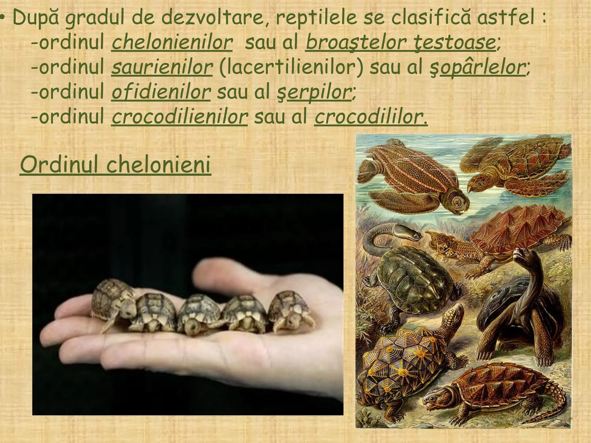 174859901-Reptile-Sistemul-Digestiv-Si-Cel-Excretor.pdf