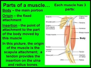 175-Anatomy-Muscular-system.ppt