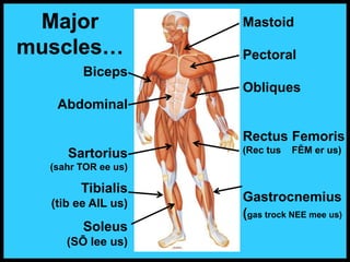 175-Anatomy-Muscular-system.ppt