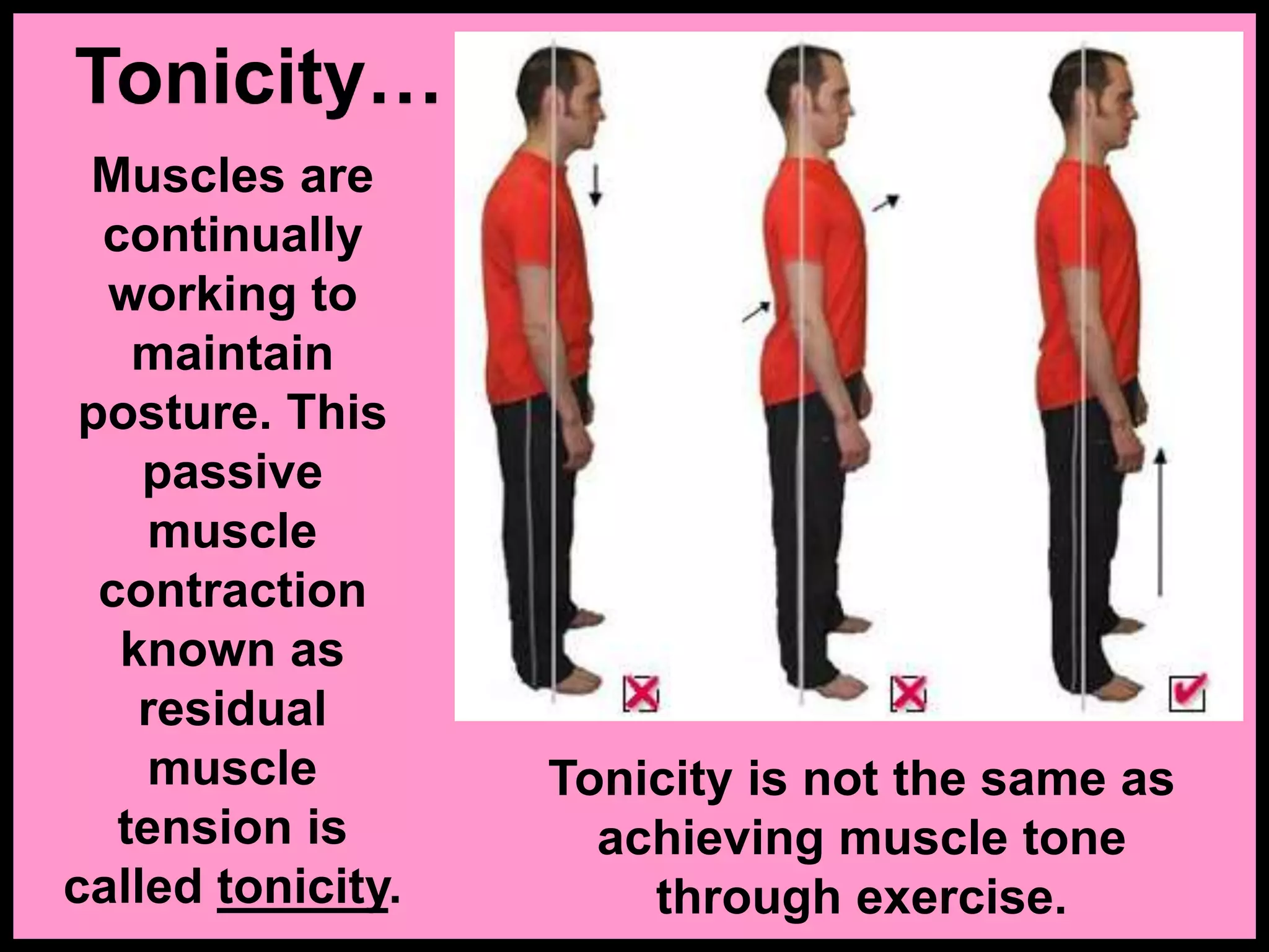 175-Anatomy-Muscular-system.ppt