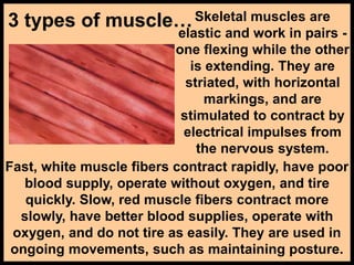 175-Anatomy-Muscular-system.ppt