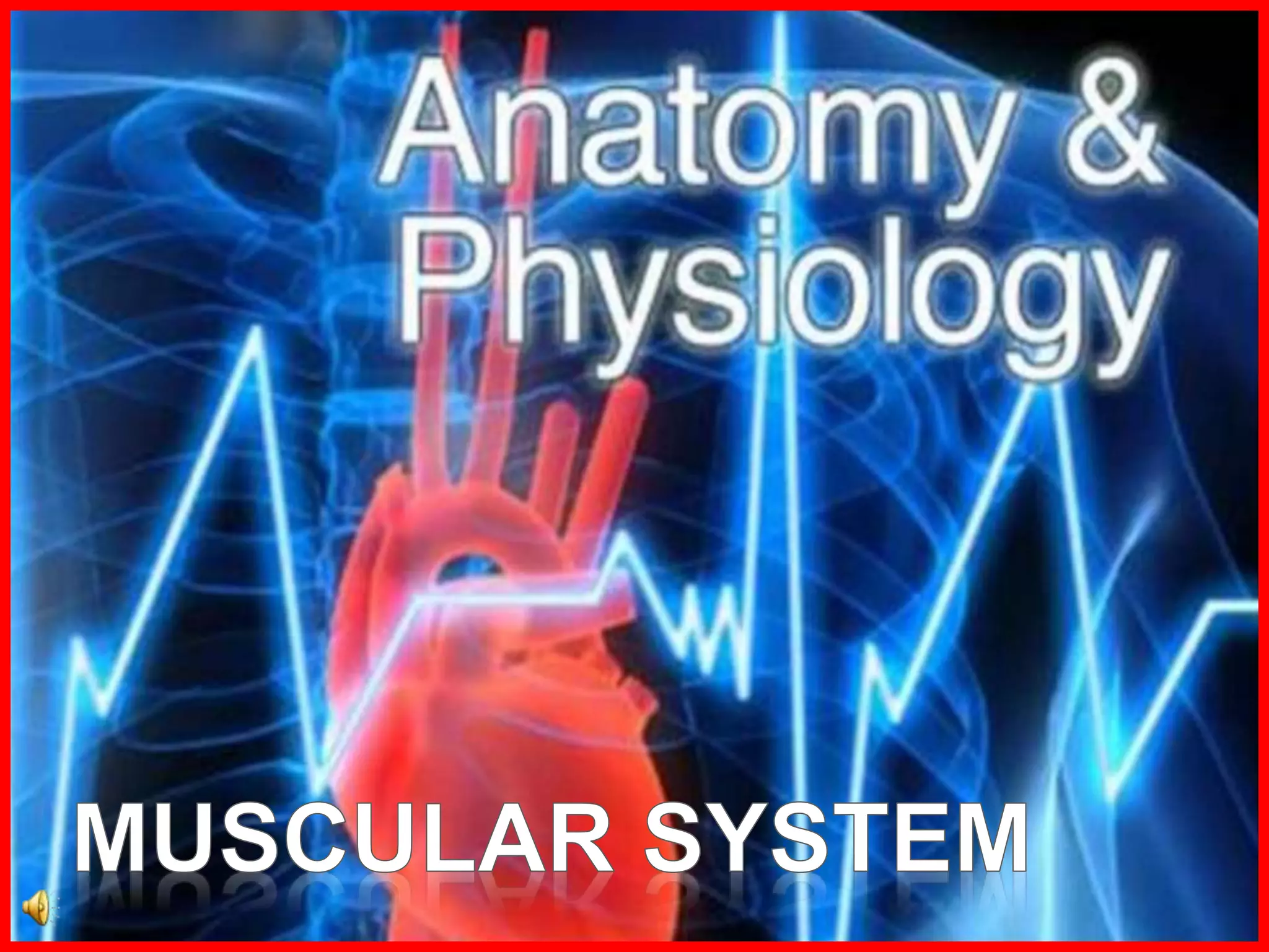 175-Anatomy-Muscular-system.ppt