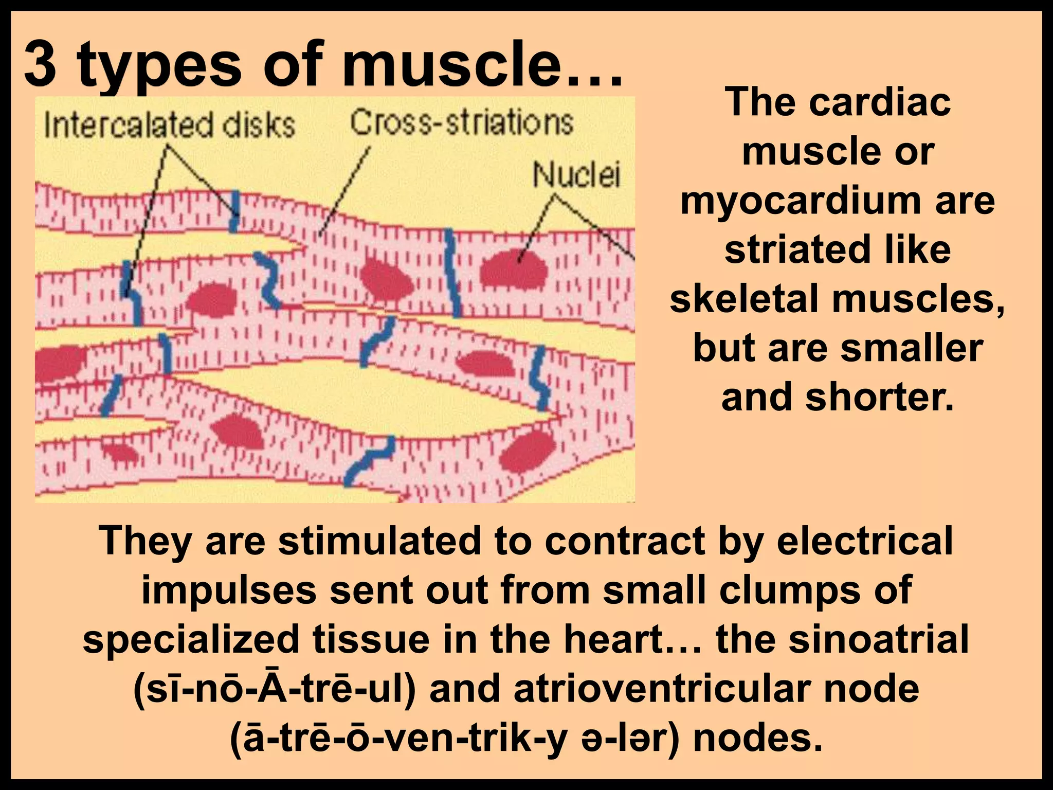 175-Anatomy-Muscular-system.ppt