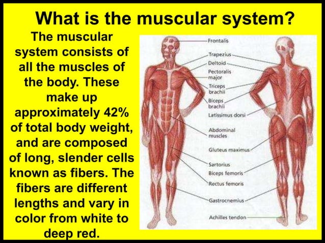 175-Anatomy-Muscular-system.ppt