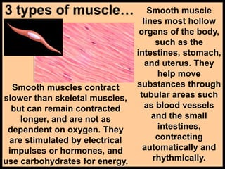 175-Anatomy-Muscular-system.ppt