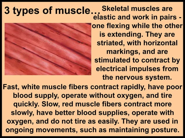 175-Anatomy-Muscular-system.ppt