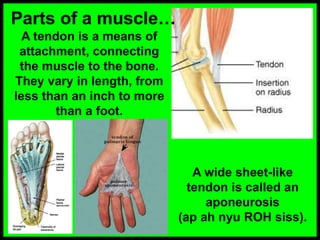175-Anatomy-Muscular-system.ppt