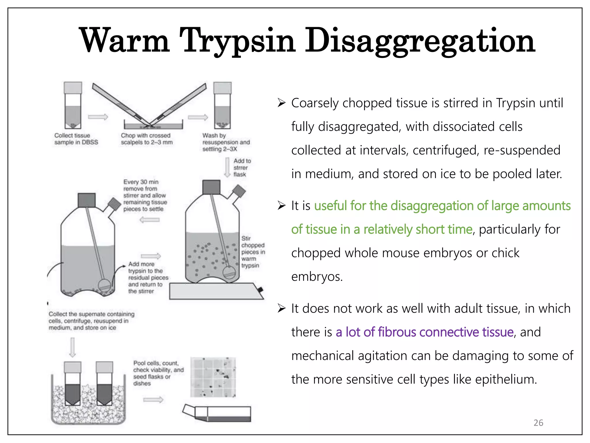 Animal cell culture | PPTX