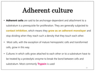 Animal cell culture | PPTX
