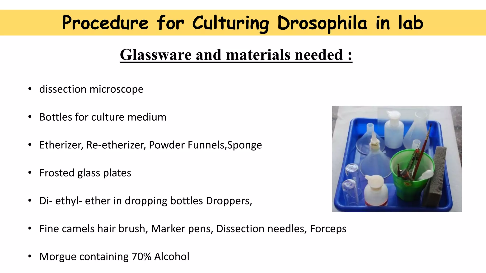 Drosophila Features, Life Cycle & Culture | PPTX