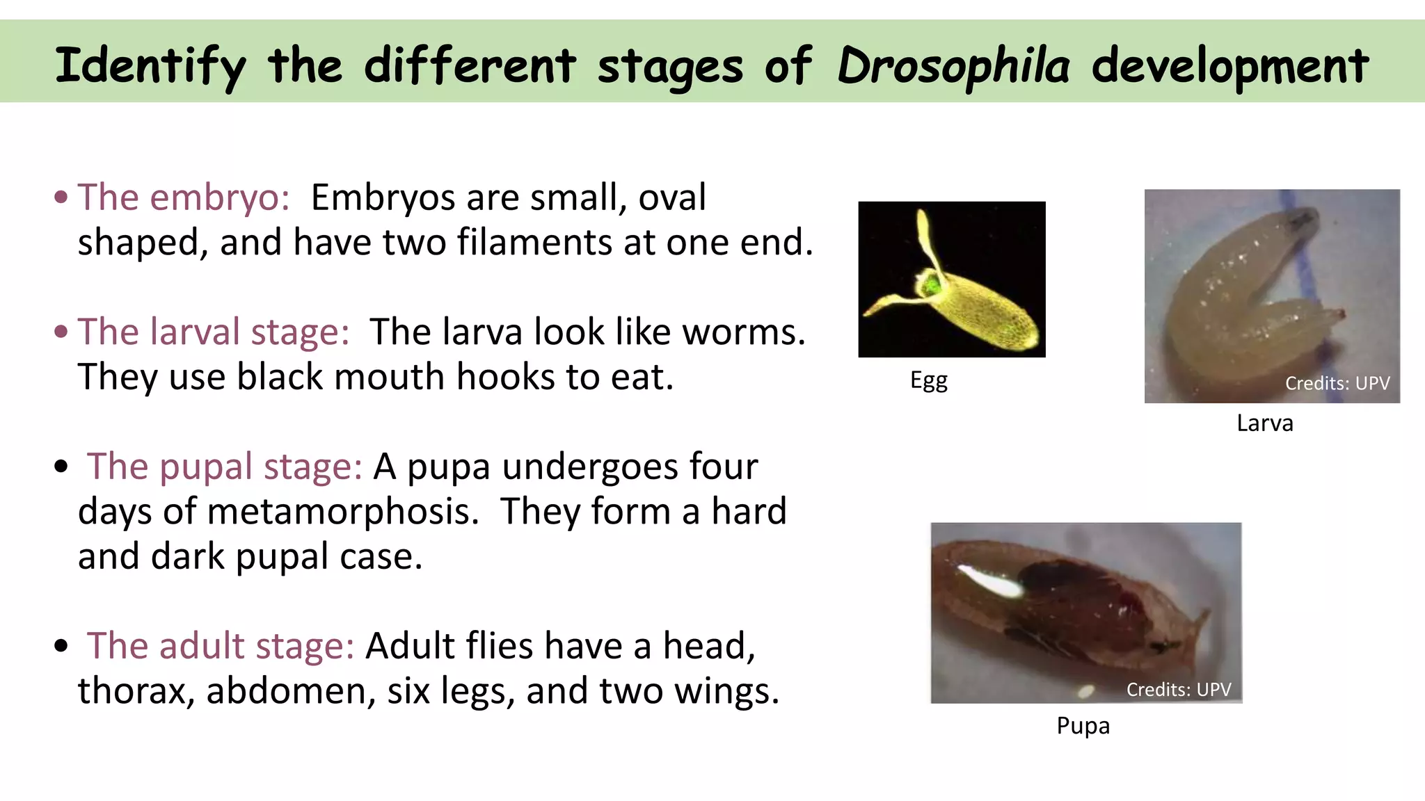 Drosophila Features, Life Cycle & Culture | PPTX