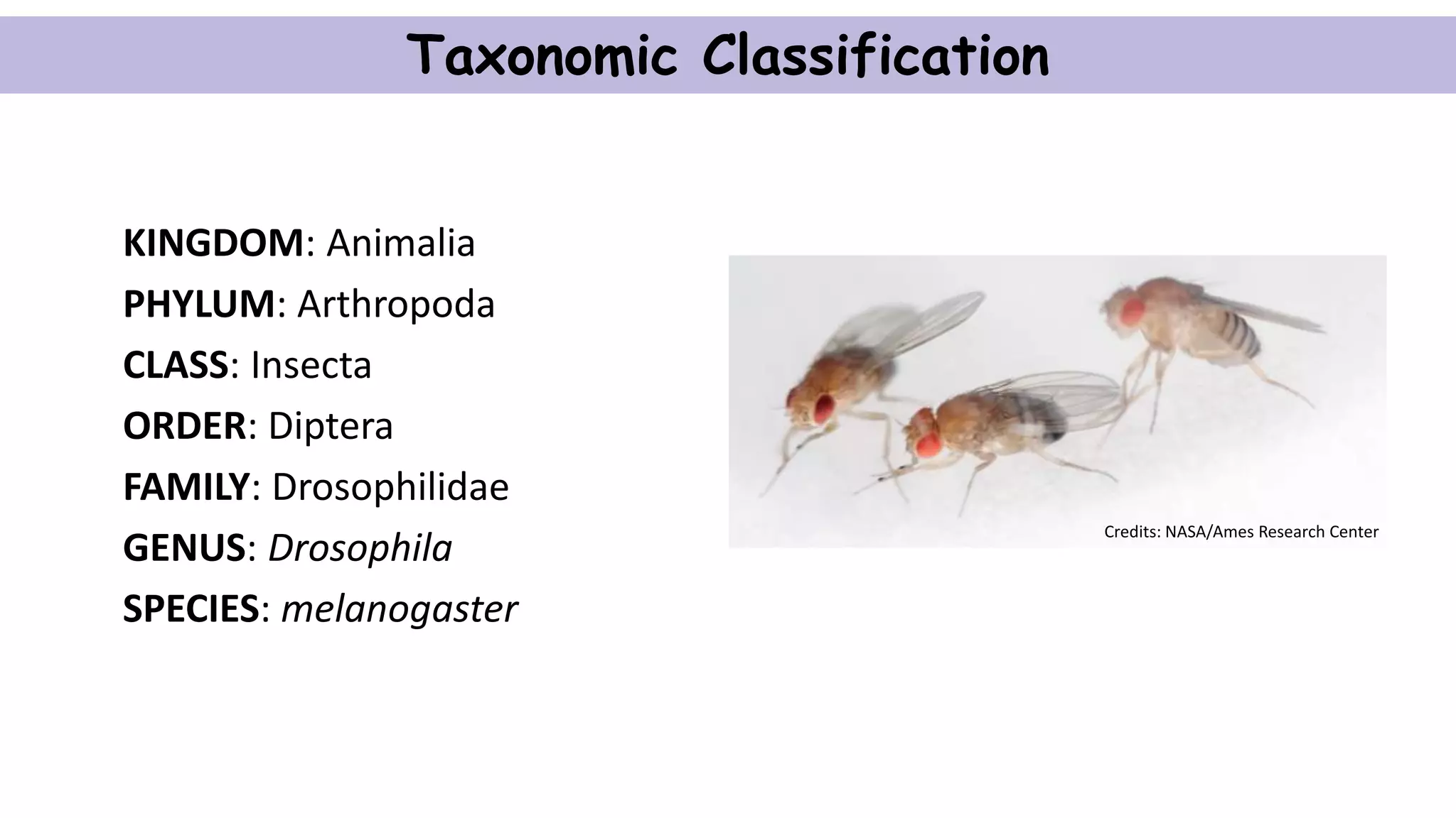 Drosophila Features, Life Cycle & Culture | PPTX