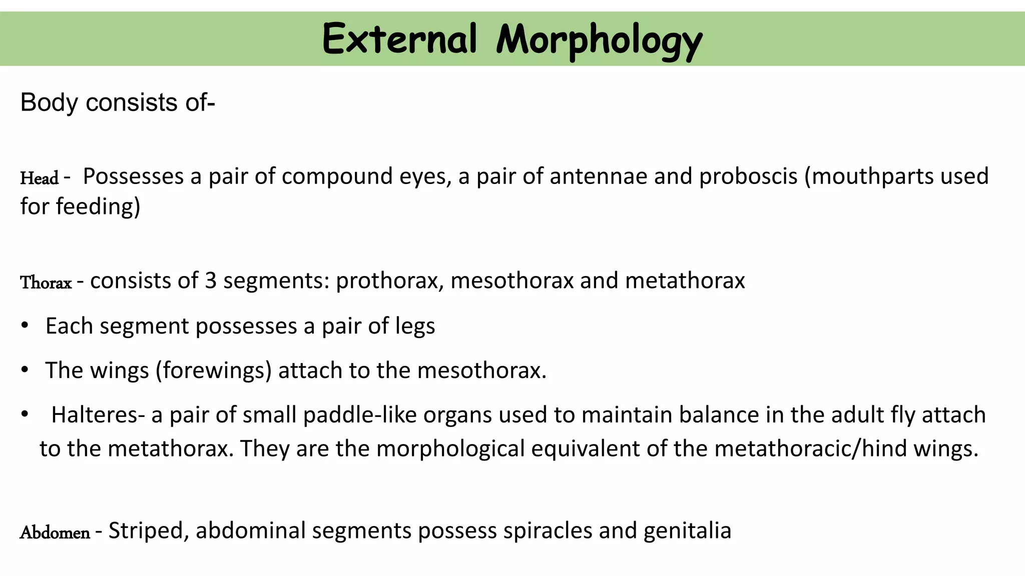 Drosophila Features, Life Cycle & Culture | PPTX