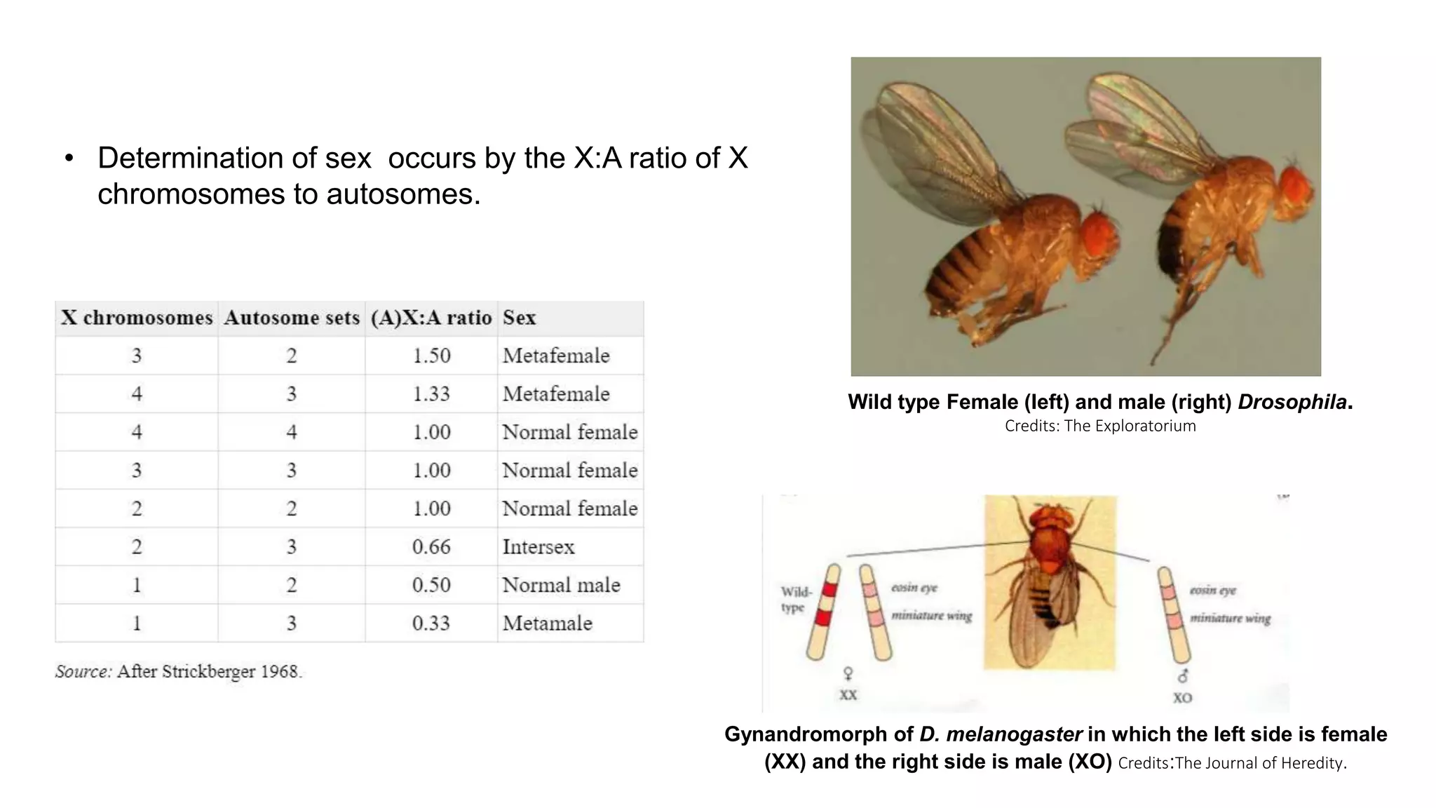 Drosophila Features, Life Cycle & Culture | PPTX