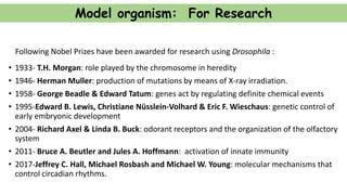 Drosophila Features, Life Cycle & Culture | PPTX