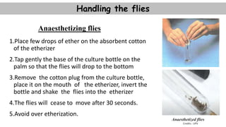 Drosophila Features, Life Cycle & Culture | PPTX