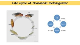 Drosophila Melanogaster Life Cycle