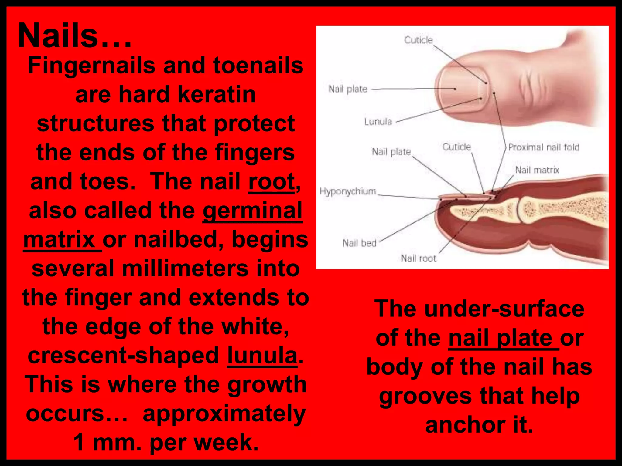 176-Anatomy-Integumentary-System.ppt