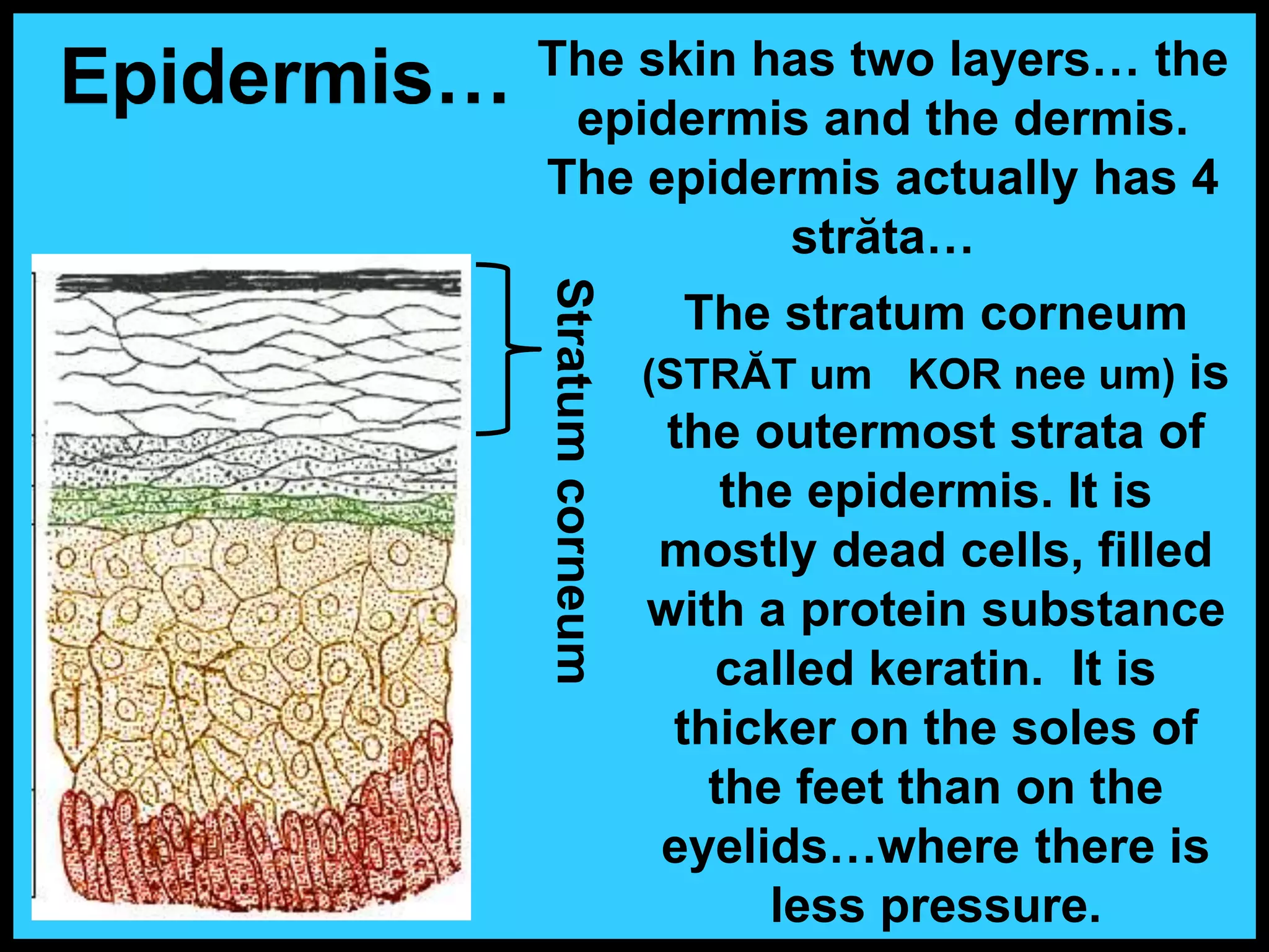 176-Anatomy-Integumentary-System.ppt