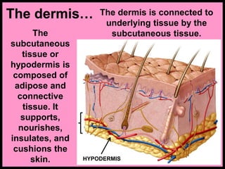 176-Anatomy-Integumentary-System.ppt
