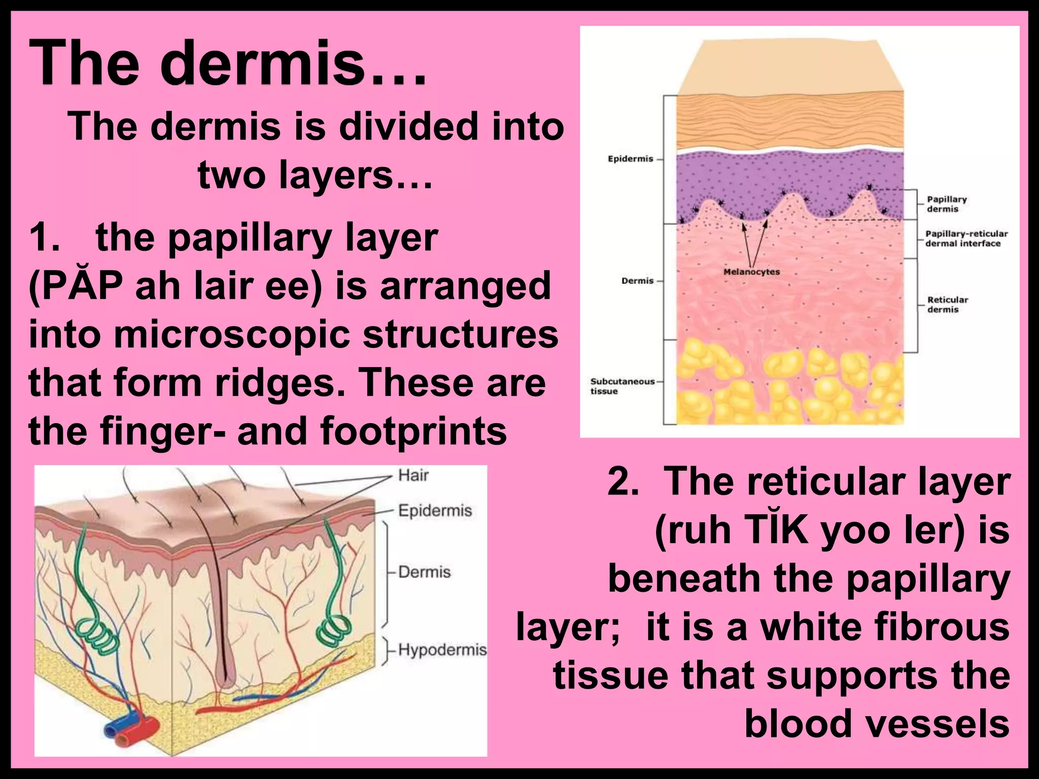Anatomy-Integumentary-System for Animal Structure | PPT