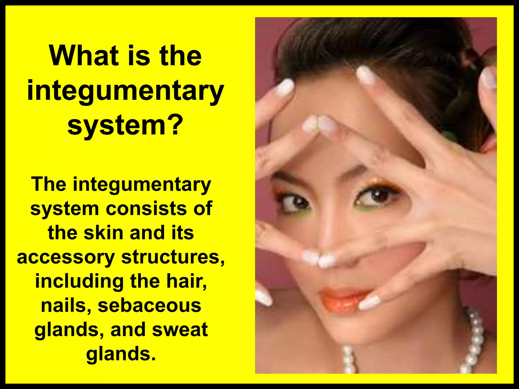 Anatomy-Integumentary-System for Animal Structure | PPT