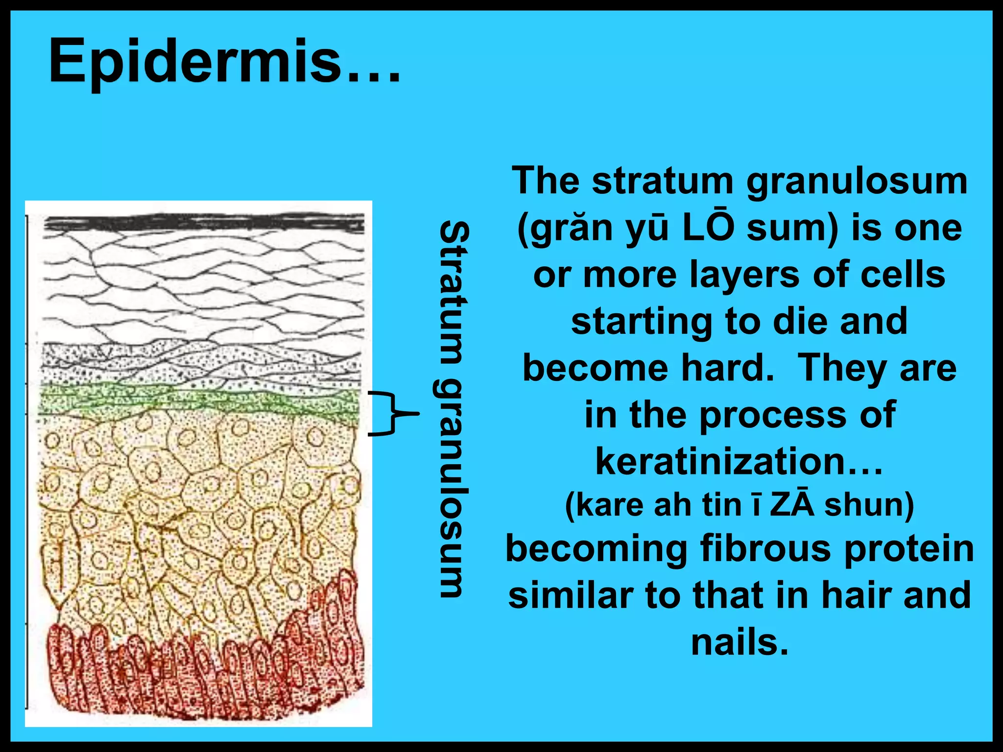 Anatomy-Integumentary-System for Animal Structure | PPT