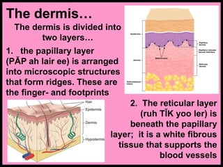 Anatomy-Integumentary-System for Animal Structure | PPT